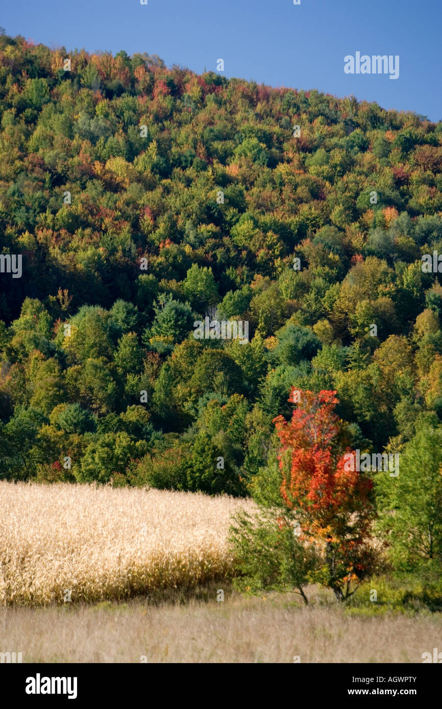 Fall field and trees Stock Photo - Alamy