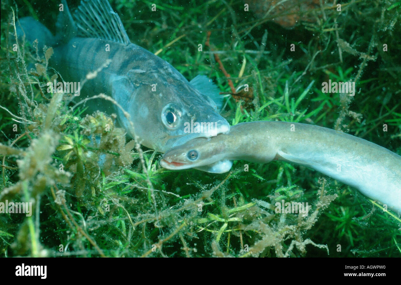 Pike and eel hi-res stock photography and images - Alamy
