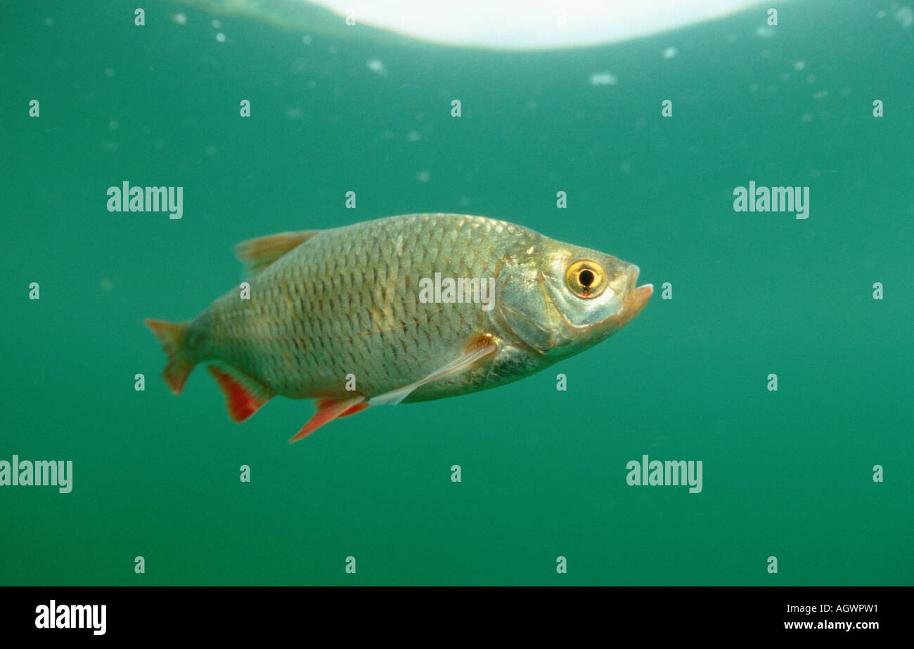 Rudd fresh water hi-res stock photography and images - Alamy