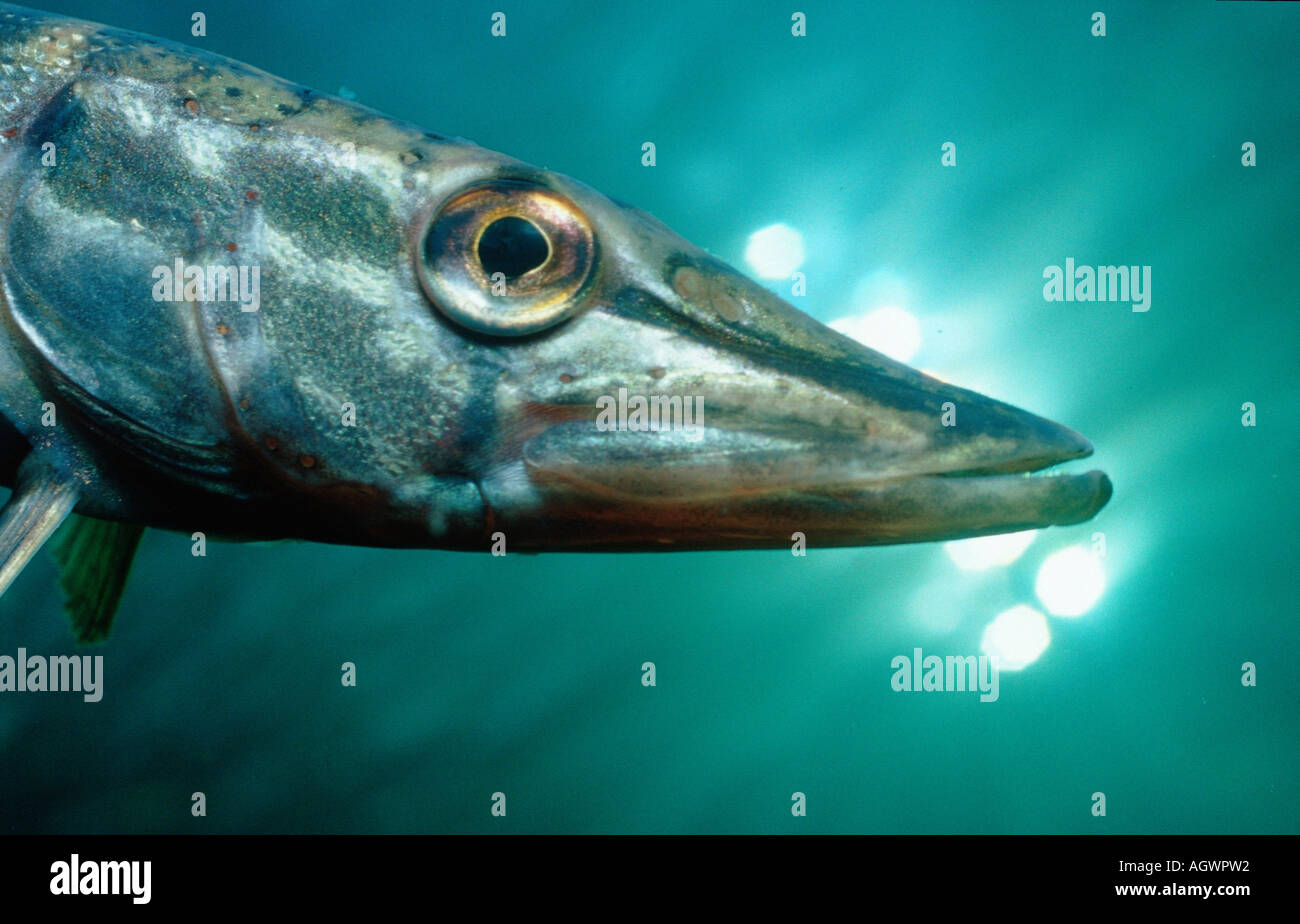 Northern pike esox lucius adult hi-res stock photography and images - Alamy