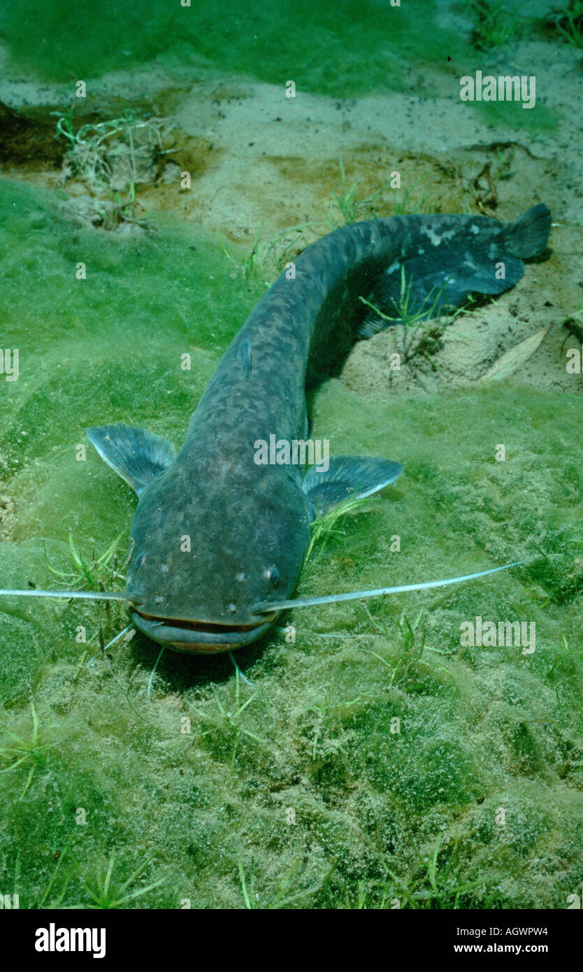 European Catfish / Sheatfish Stock Photo - Alamy