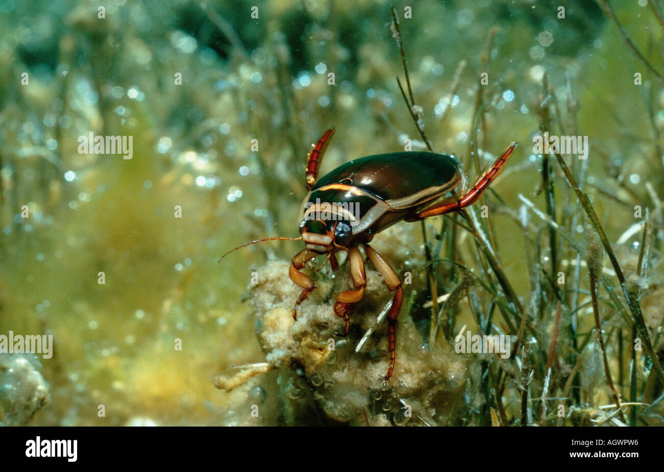 Great Diving Beetle Stock Photo - Alamy