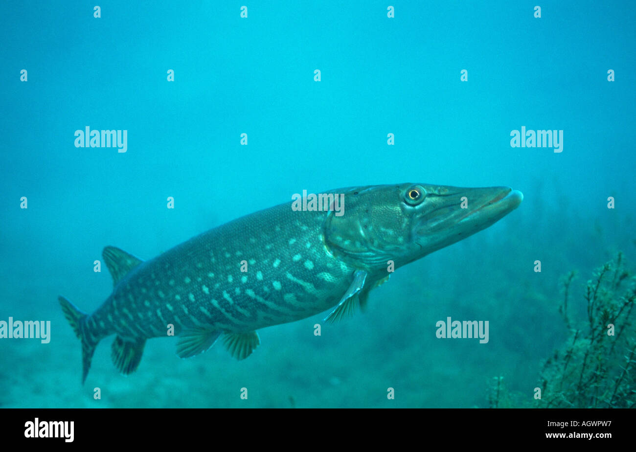 Northern pike esox lucius adult hi-res stock photography and images - Alamy
