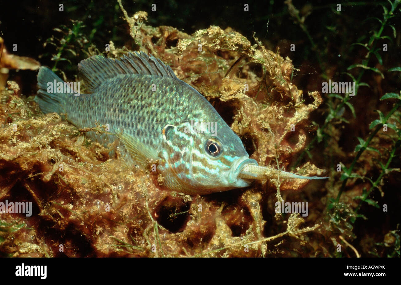 Eating sunfish hi-res stock photography and images - Alamy