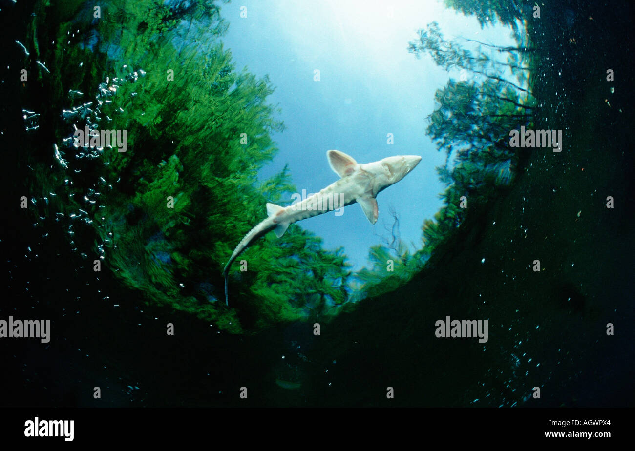 Common Sturgeon / European Sturgeon Stock Photo - Alamy