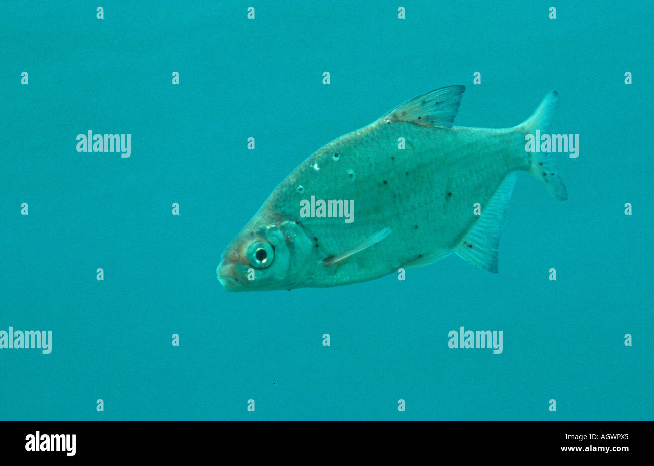 Silver Bream / White Bream Stock Photo - Alamy