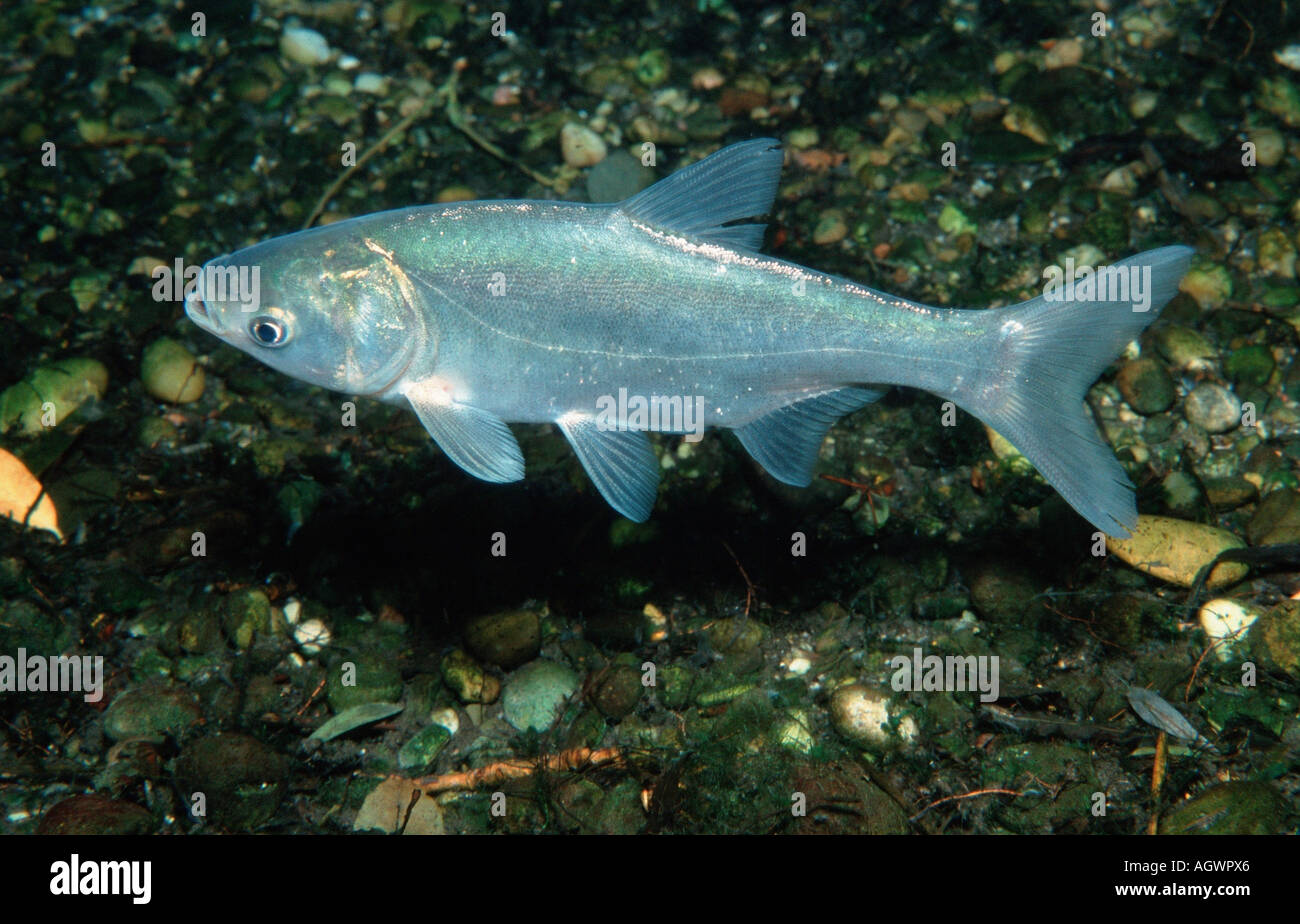 Hypophthalmichthys molitrix hi-res stock photography and images - Alamy