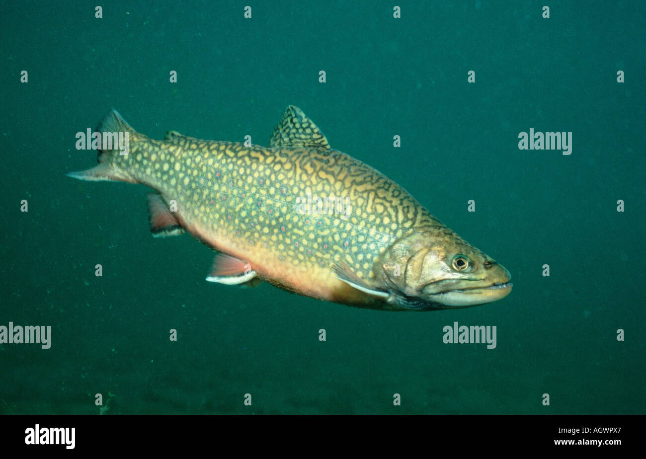 Brook charr hi-res stock photography and images - Alamy