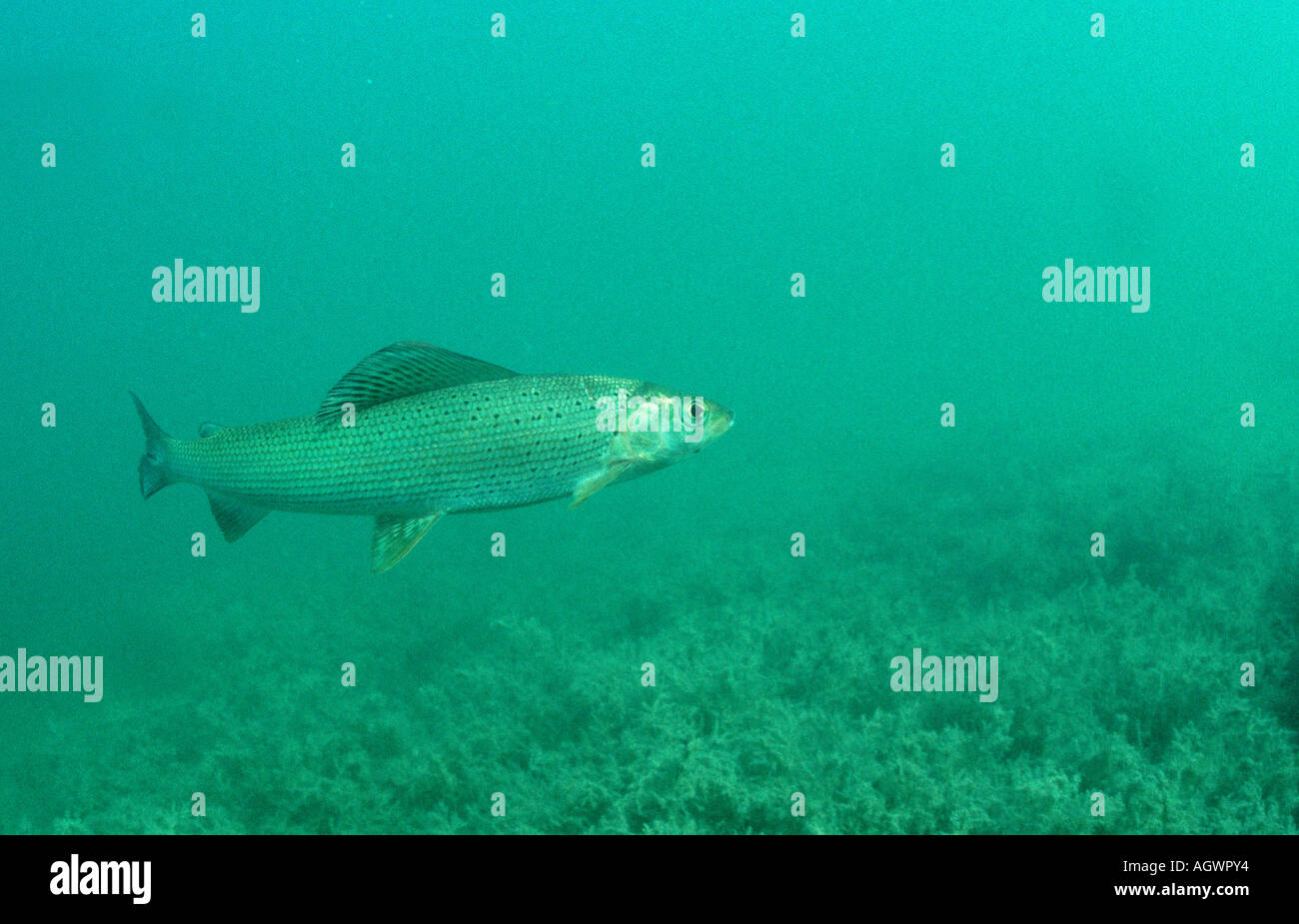 Thymallus underwater hi-res stock photography and images - Alamy