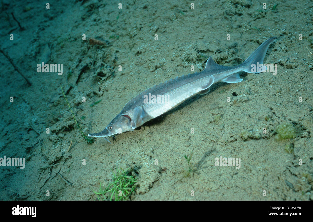 Sterlet acipenser ruthenus hi-res stock photography and images - Alamy