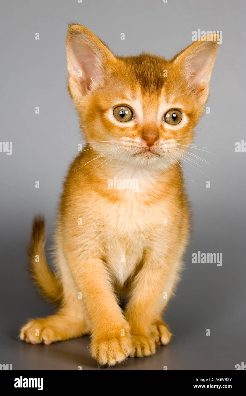 Kitten in studio Stock Photo - Alamy
