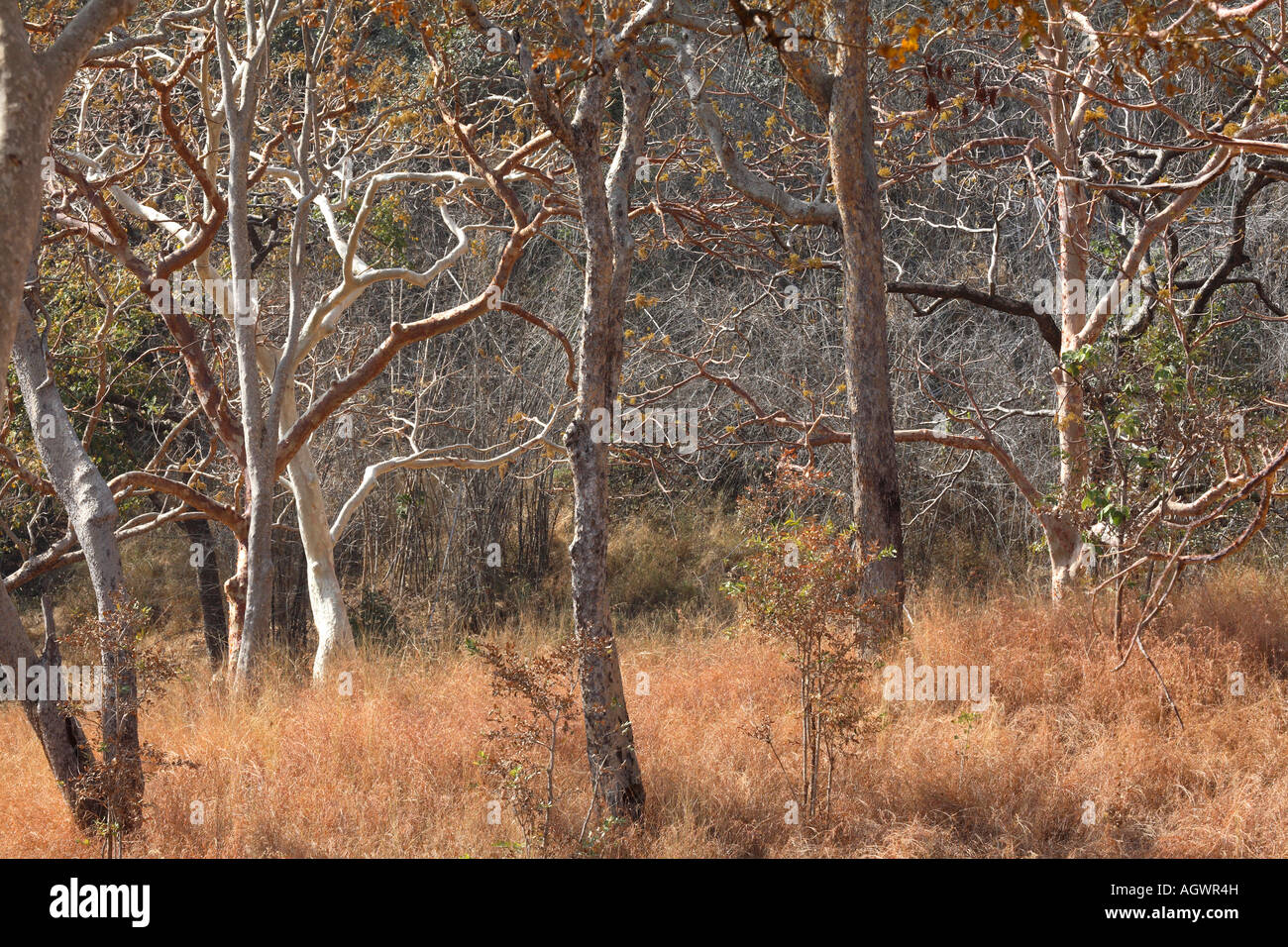 Jungle kanha national park trees High Resolution Stock Photography and ...