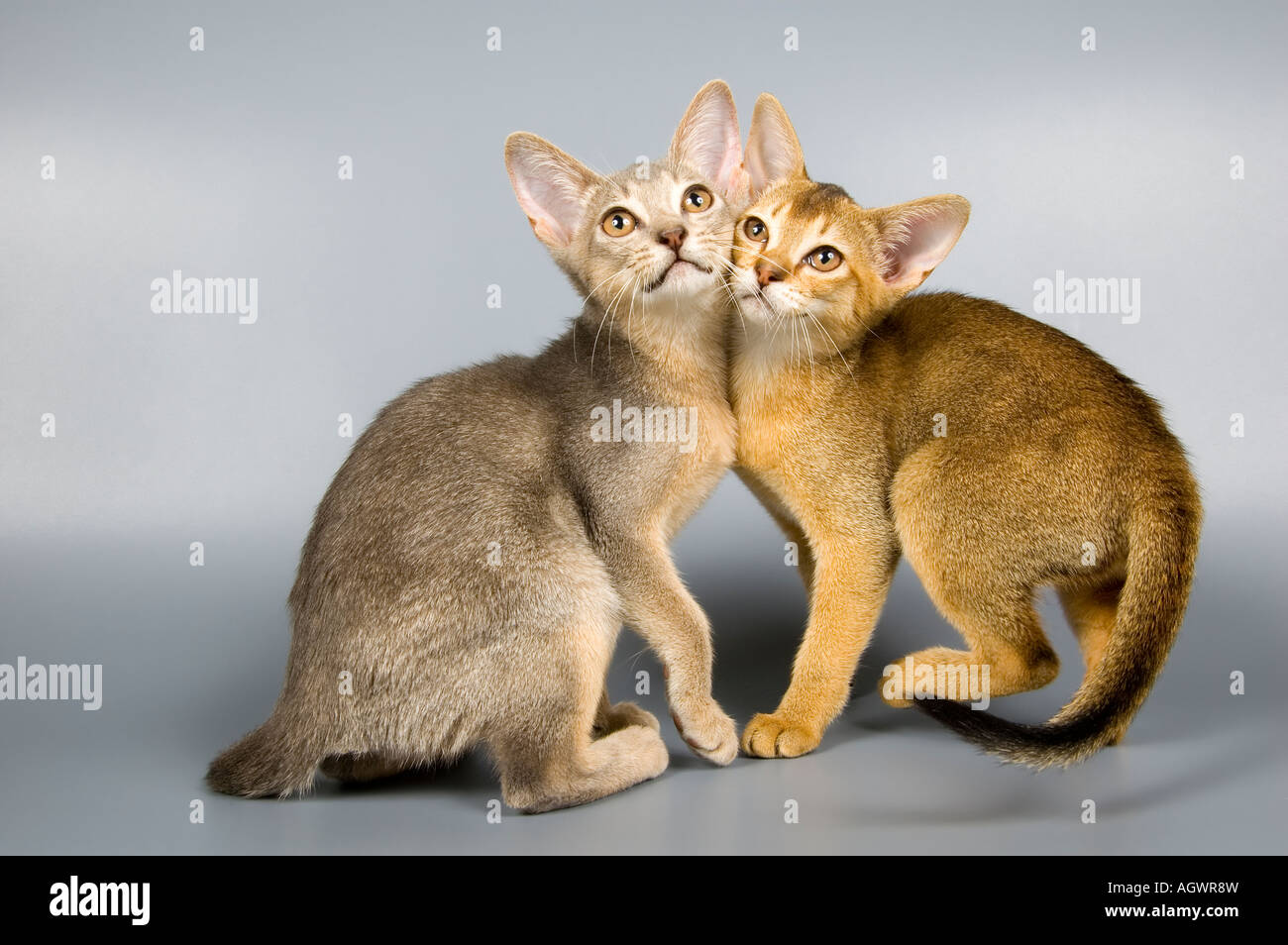 Kittens of Abyssinian breed Stock Photo - Alamy