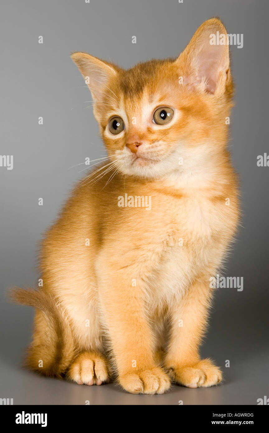 Abyssinian white eye hi-res stock photography and images - Alamy