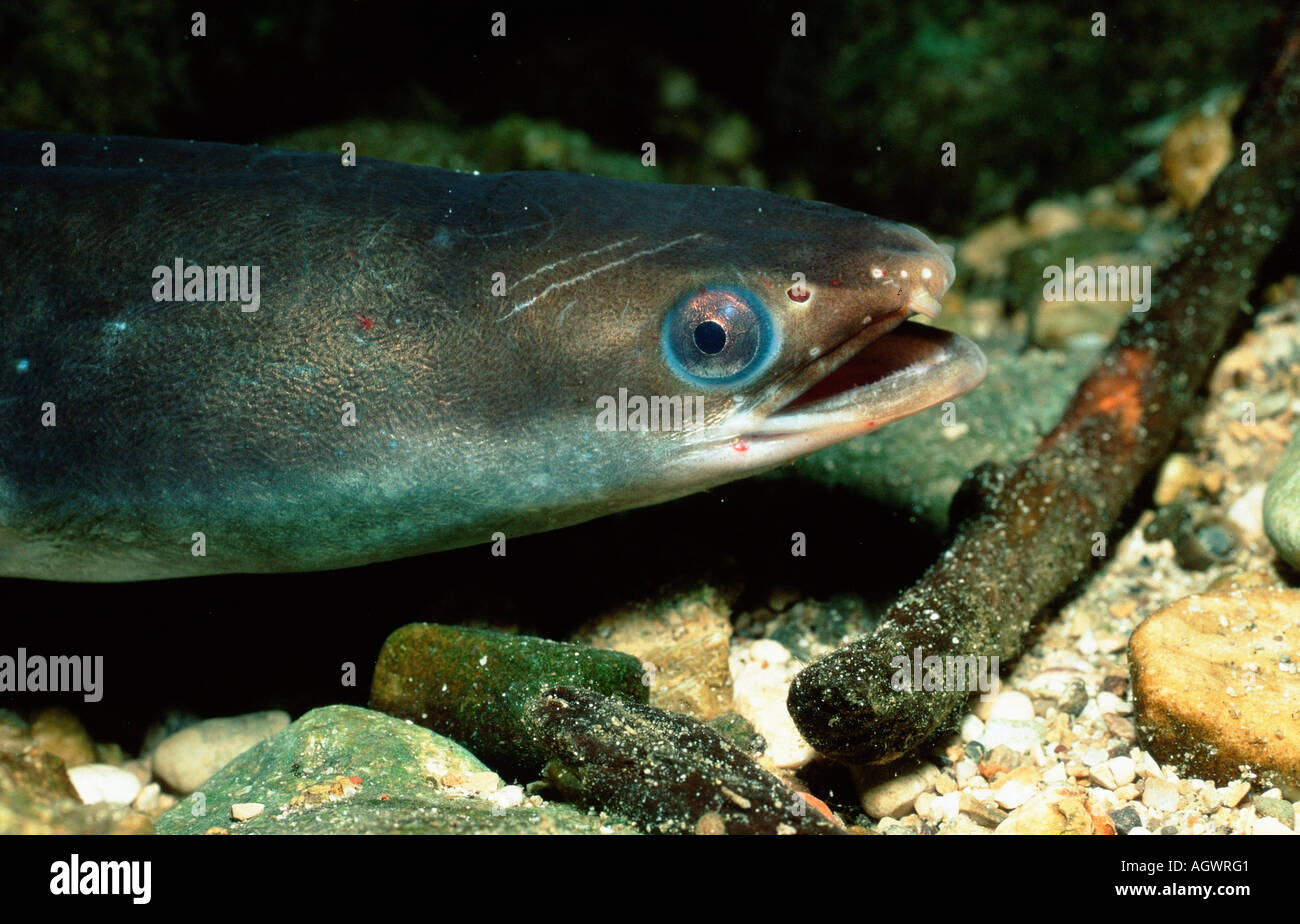 European Eel / River Eel Stock Photo - Alamy