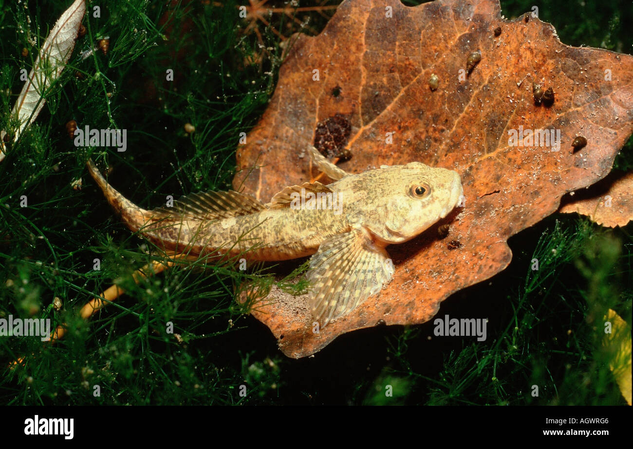 Bullhead millers thumb fish cottus hi-res stock photography and images ...