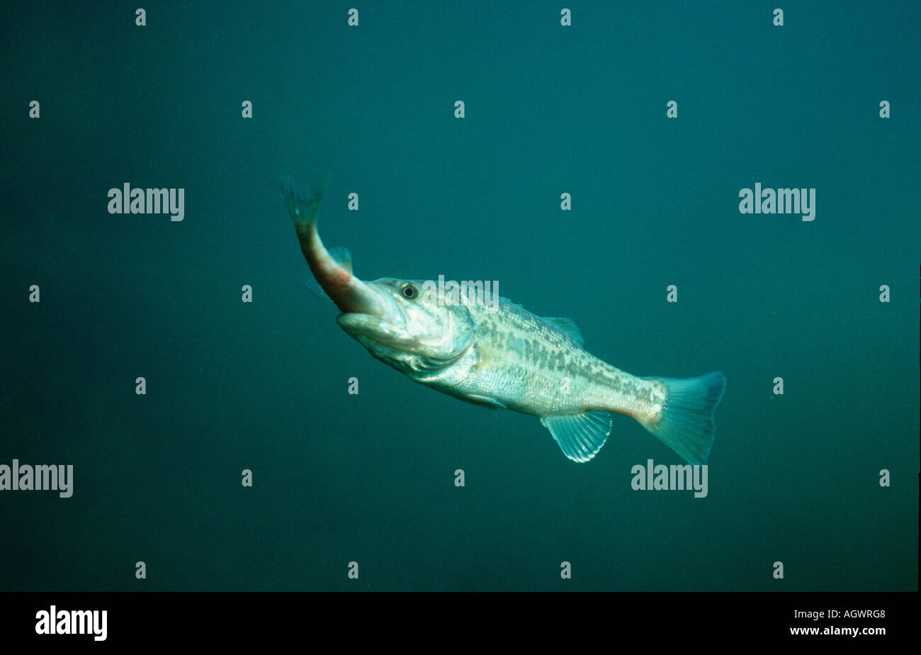 Smallmouth bass underwater hi-res stock photography and images - Alamy