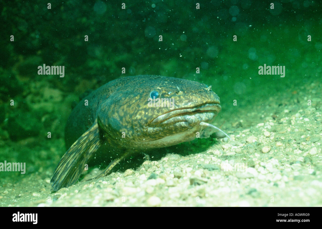 Burbot hi-res stock photography and images - Alamy