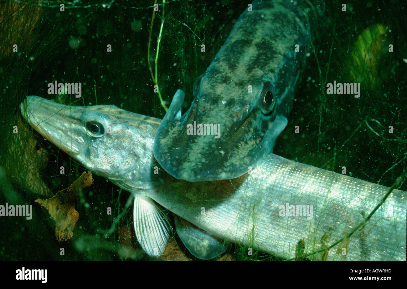 Gedde hi-res stock photography and images - Alamy