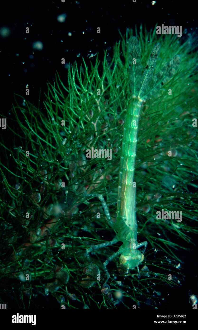 Larva azure damselfly coenagrion hi-res stock photography and images ...