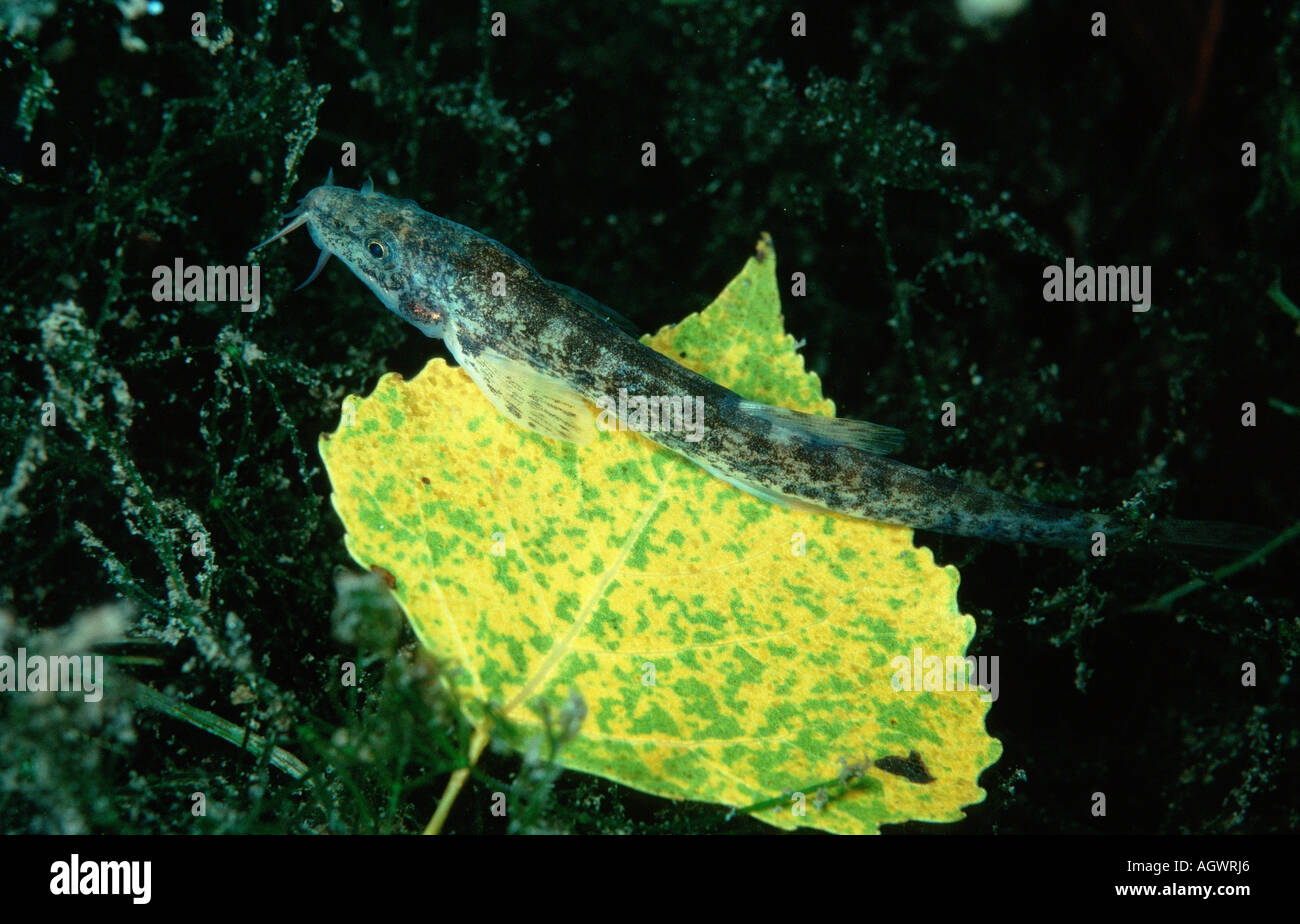 Spotted loach hi-res stock photography and images - Alamy