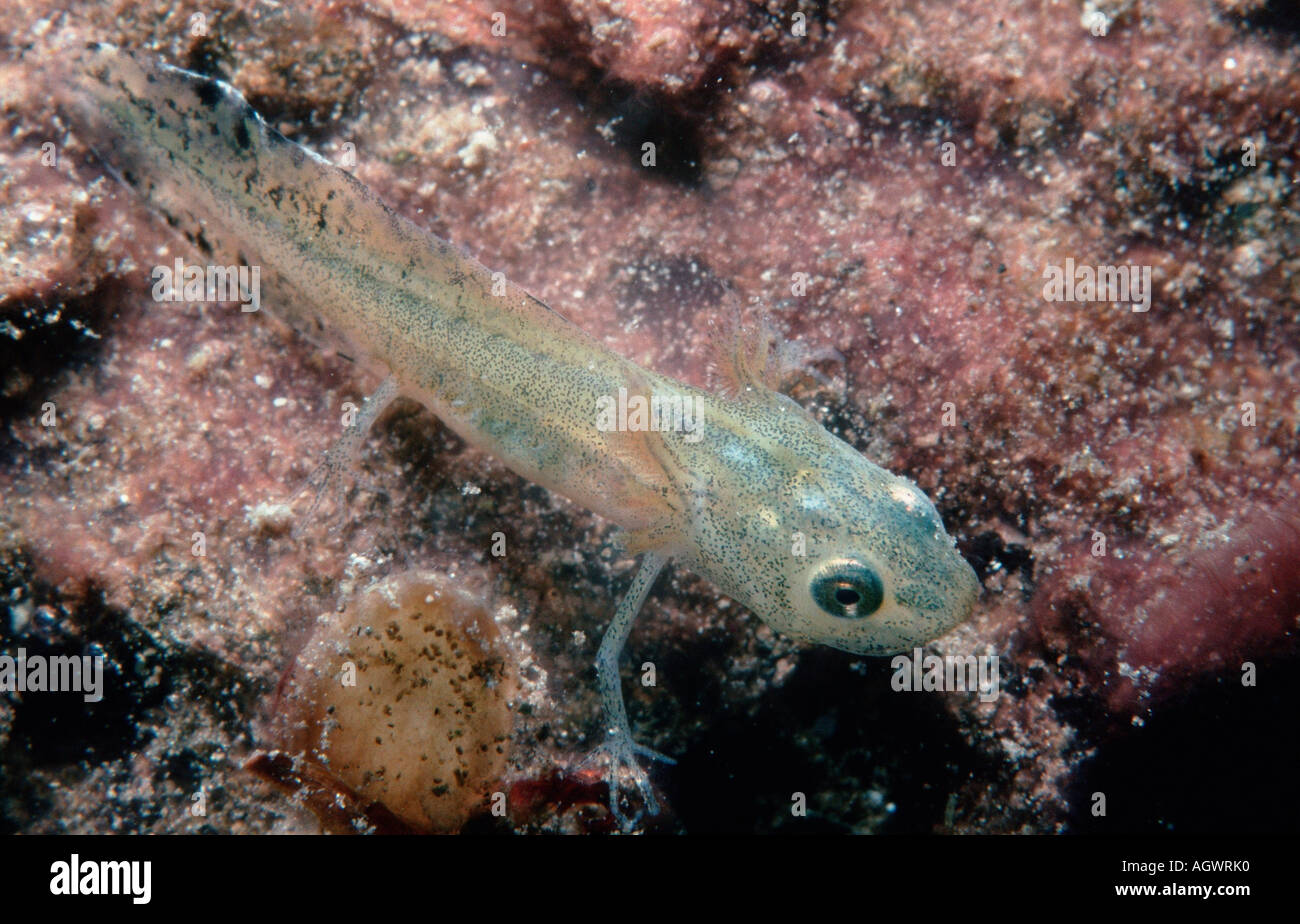 Young newts hi-res stock photography and images - Alamy