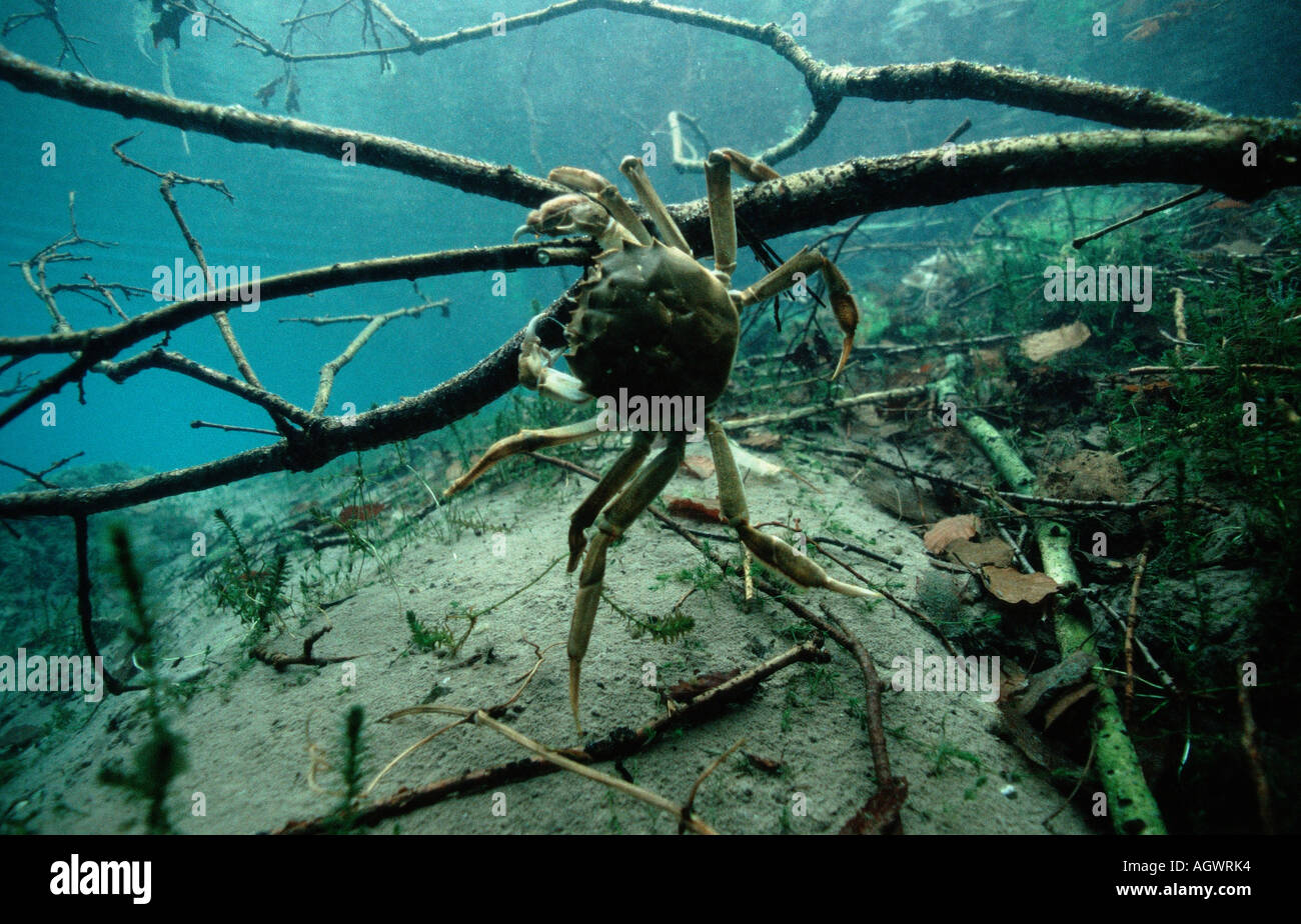 Chinese Mitten Crab Stock Photo - Alamy