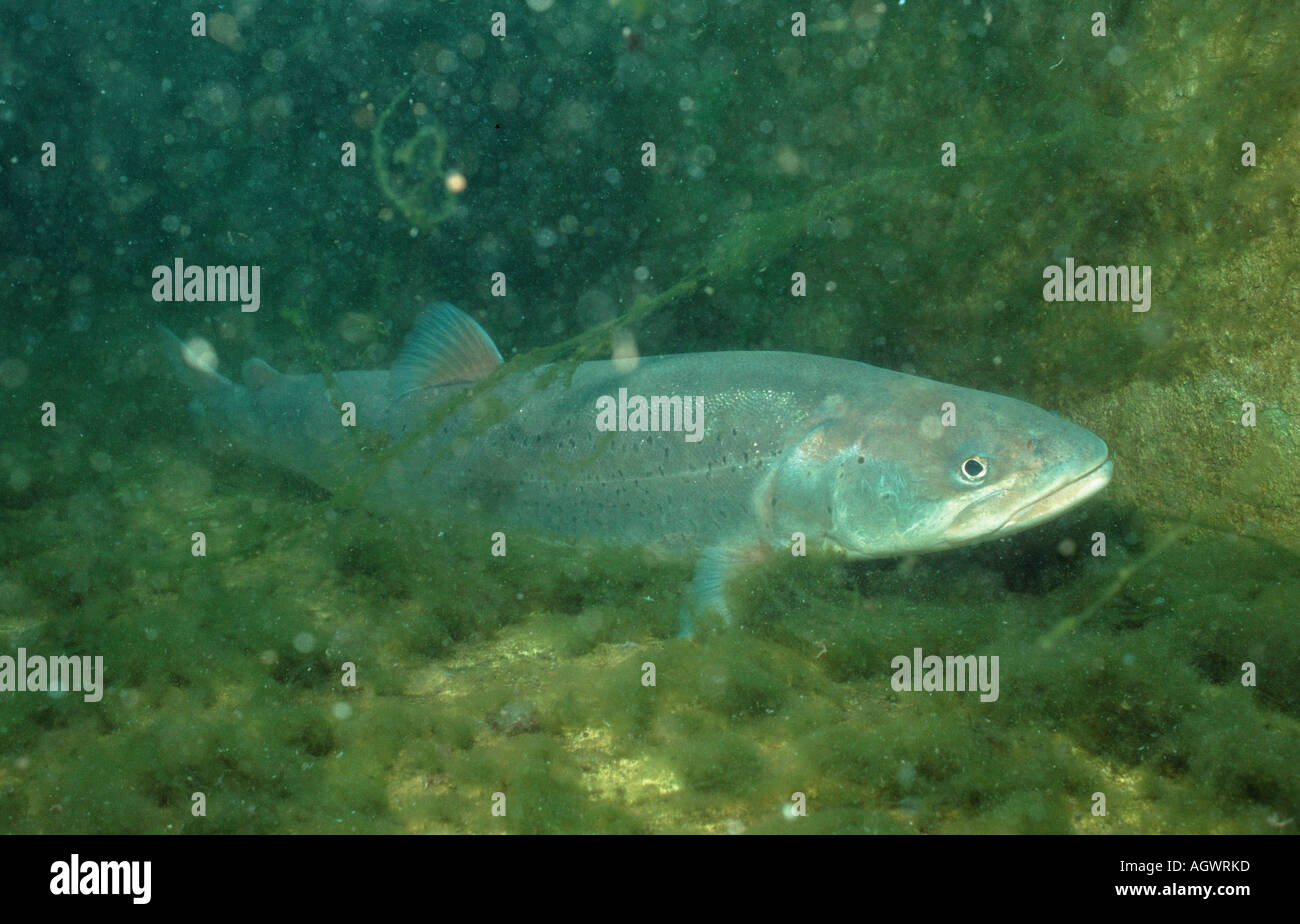 Danube salmon hi-res stock photography and images - Alamy