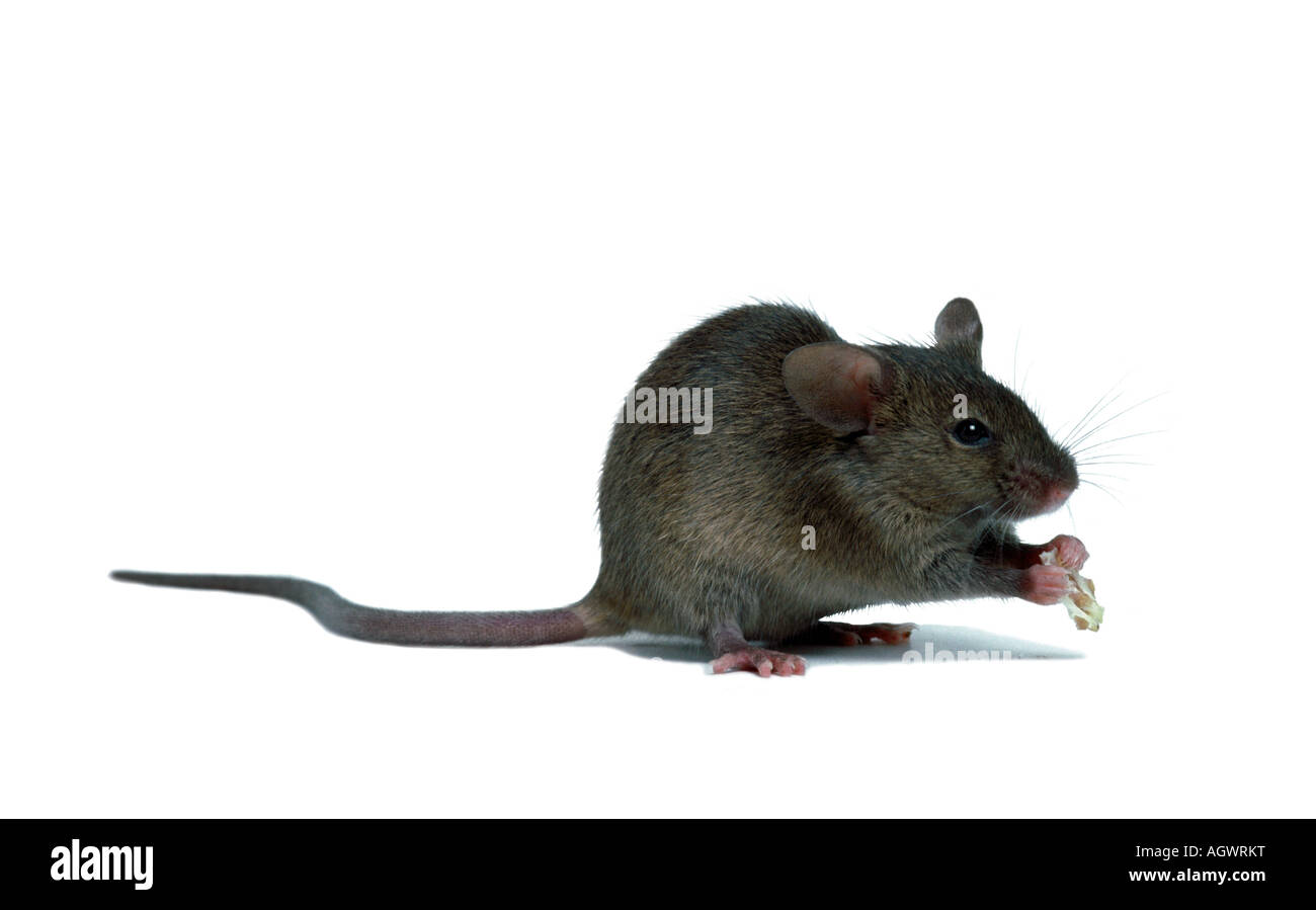 House Mouse- Mus musculus- Side View on white background Stock Photo ...