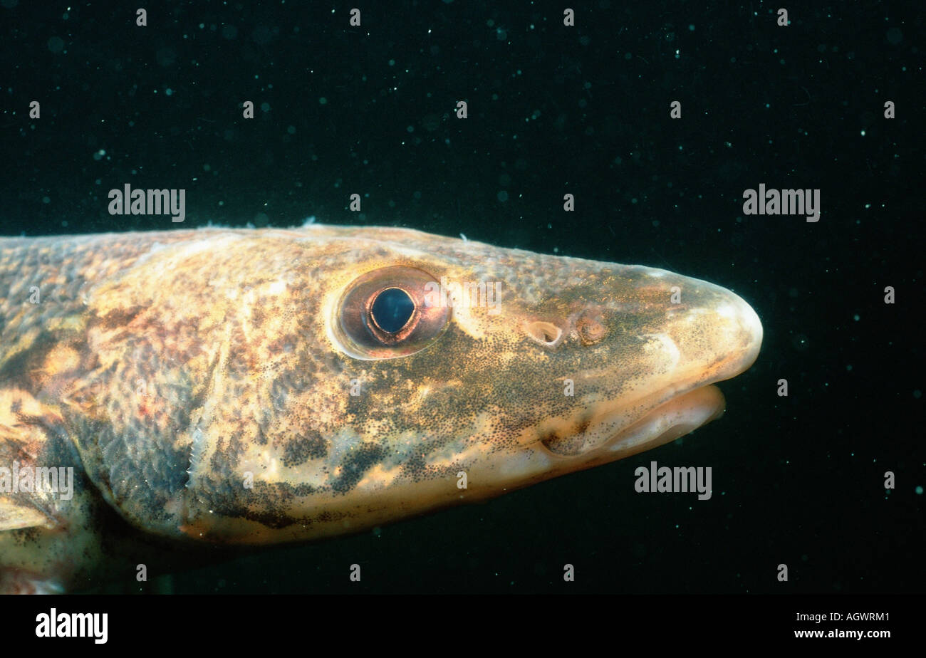 Zingel fish hi-res stock photography and images - Alamy
