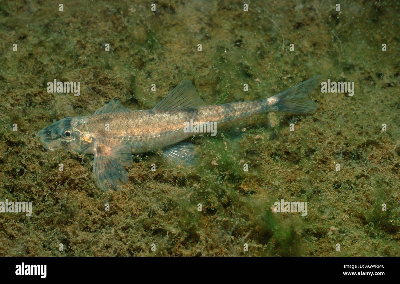 Danubian hi-res stock photography and images - Alamy