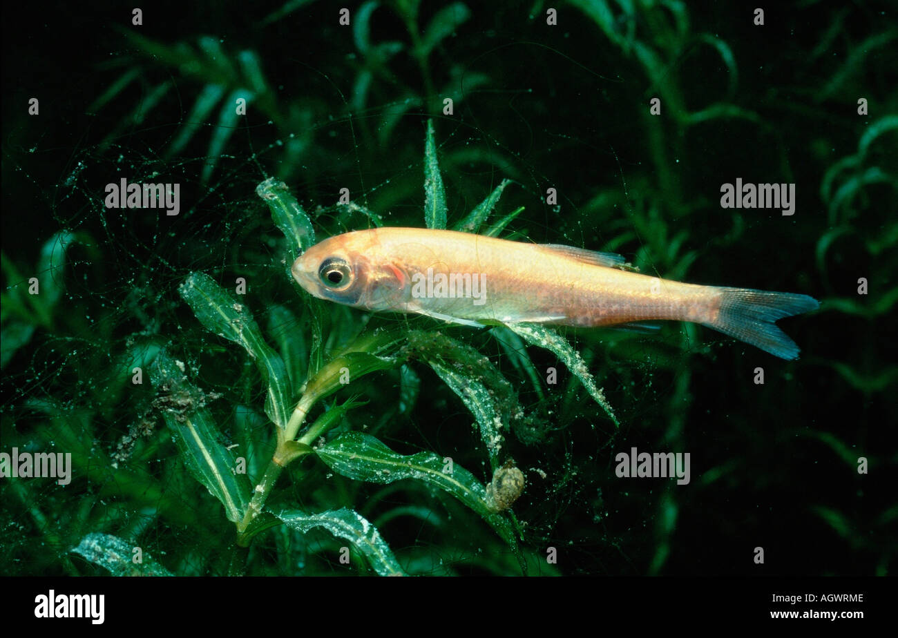 Ide by side hi-res stock photography and images - Alamy