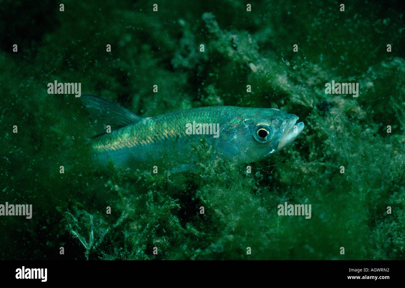 Asp fish hi-res stock photography and images - Alamy