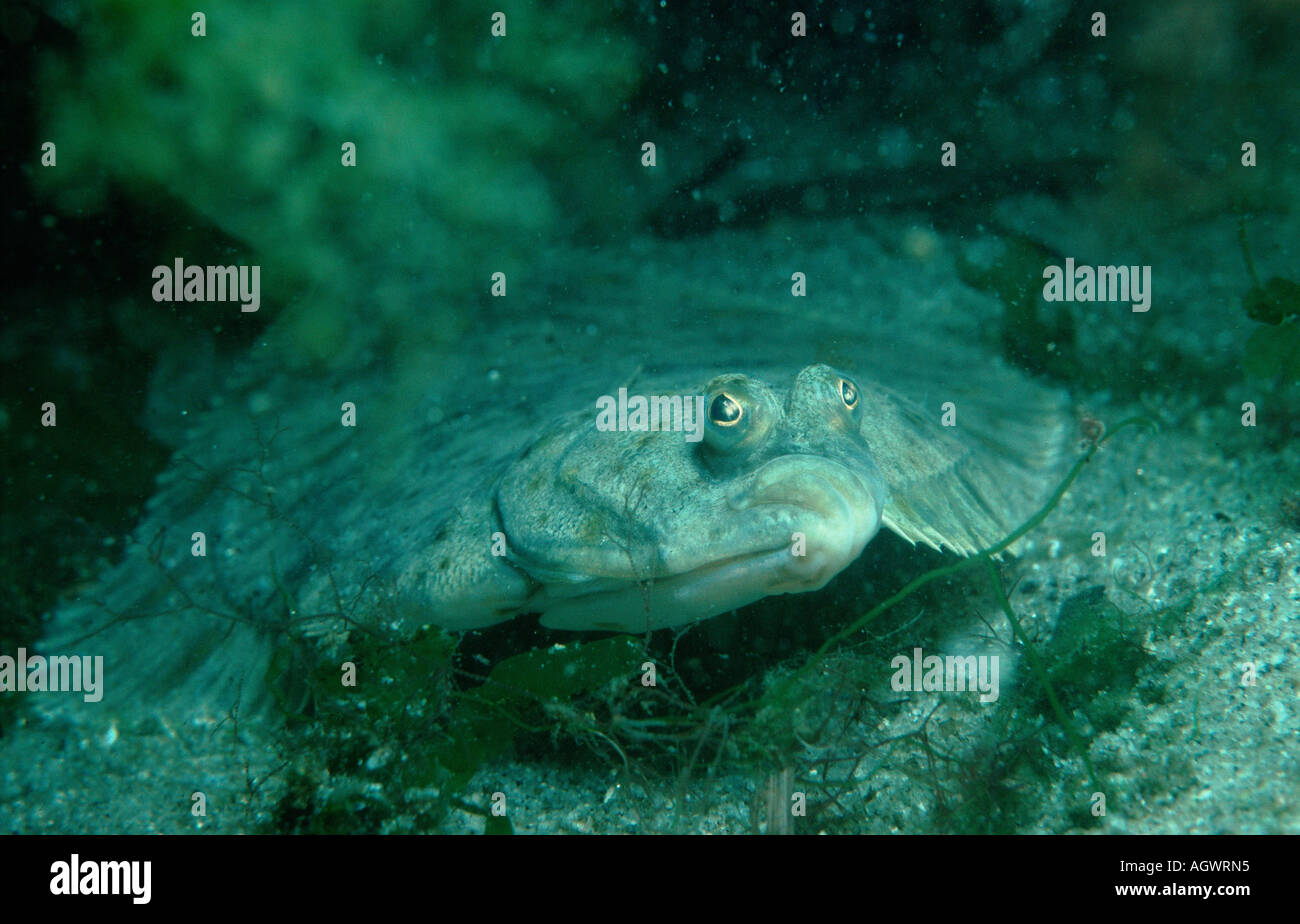 Baltic flounder hi-res stock photography and images - Alamy