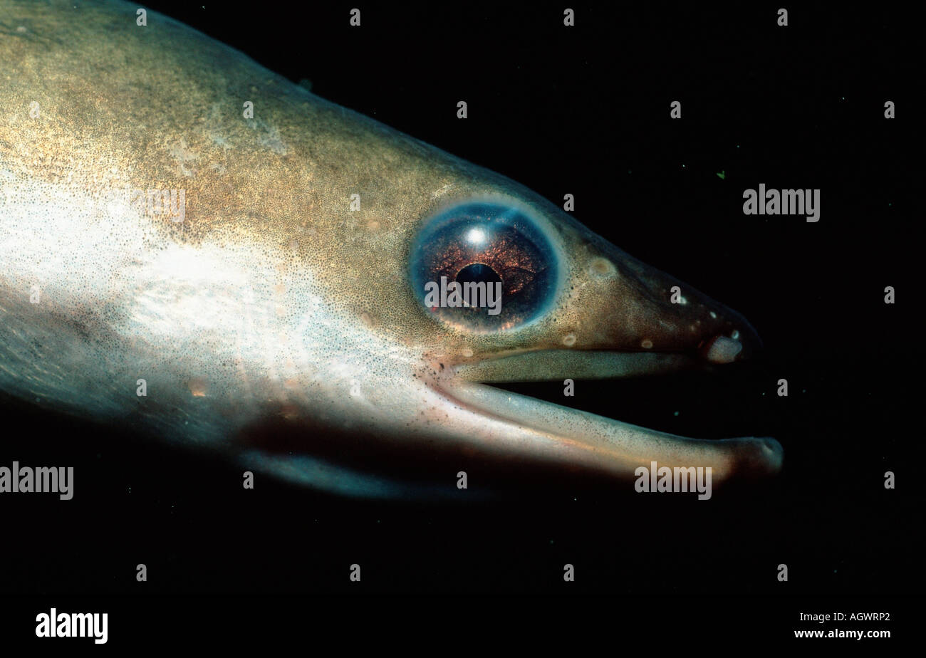 European eel river hi-res stock photography and images - Alamy