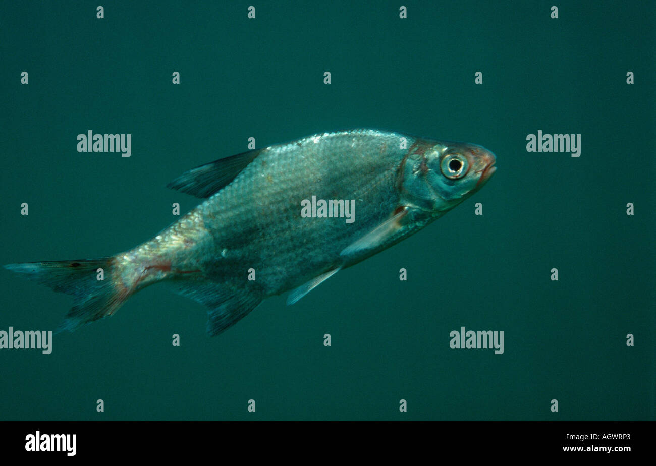 Silver Bream / White Bream Stock Photo - Alamy