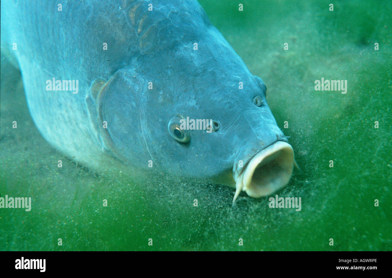 Common Carp / European Carp Stock Photo - Alamy