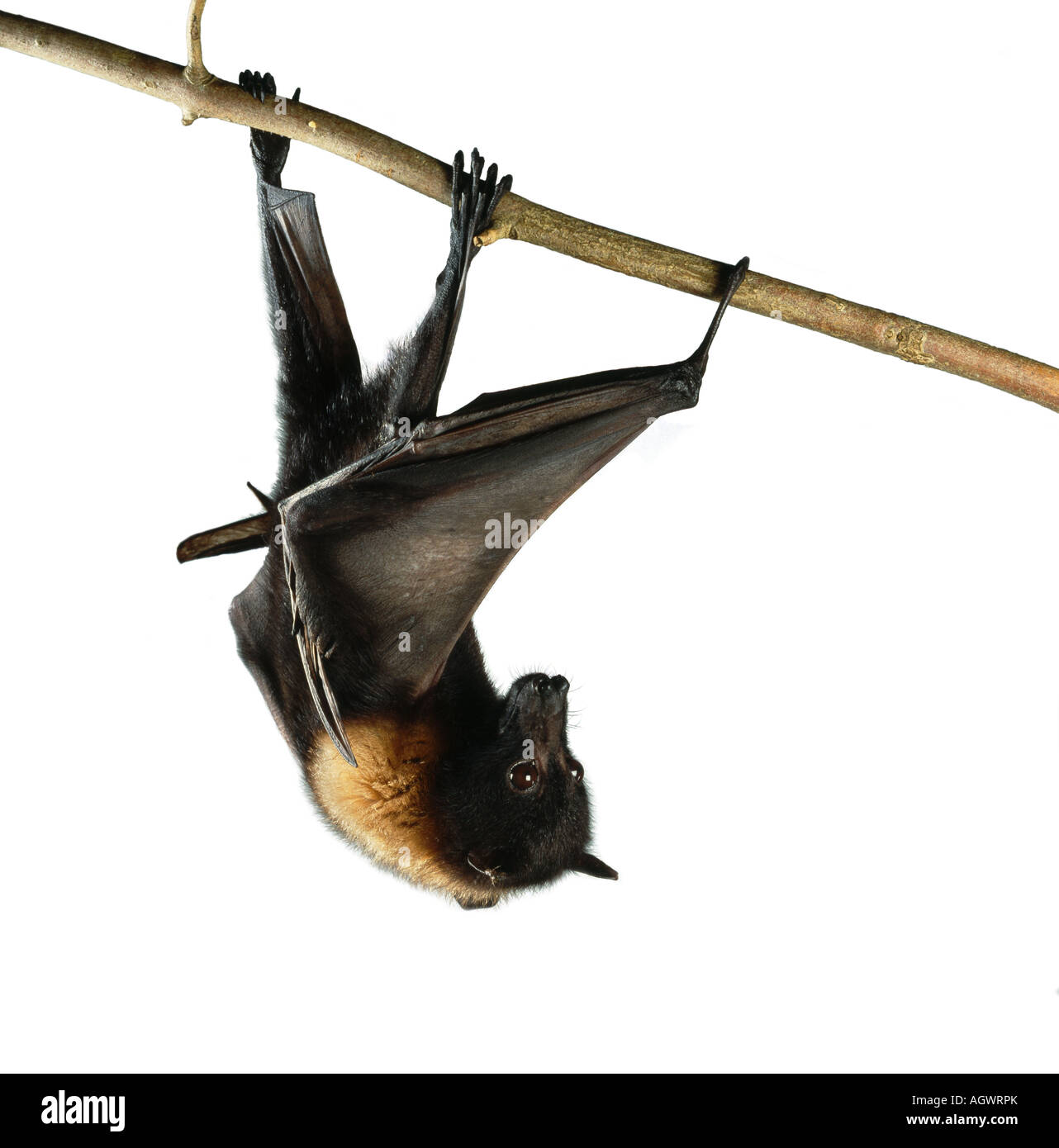 Indian Fruit Bat -Pteropus giganteus crawling along branch. White ...