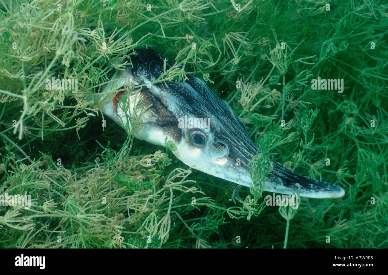 Starry Sturgeon / Stellate Sturgeon Stock Photo - Alamy