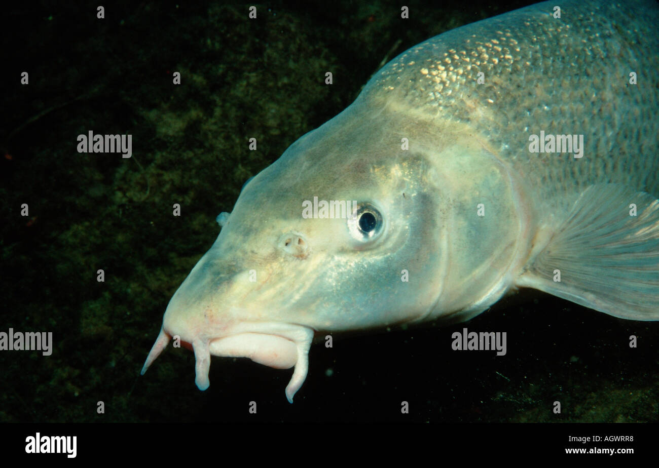 Barbel barbus barbus portrait hi-res stock photography and images - Alamy