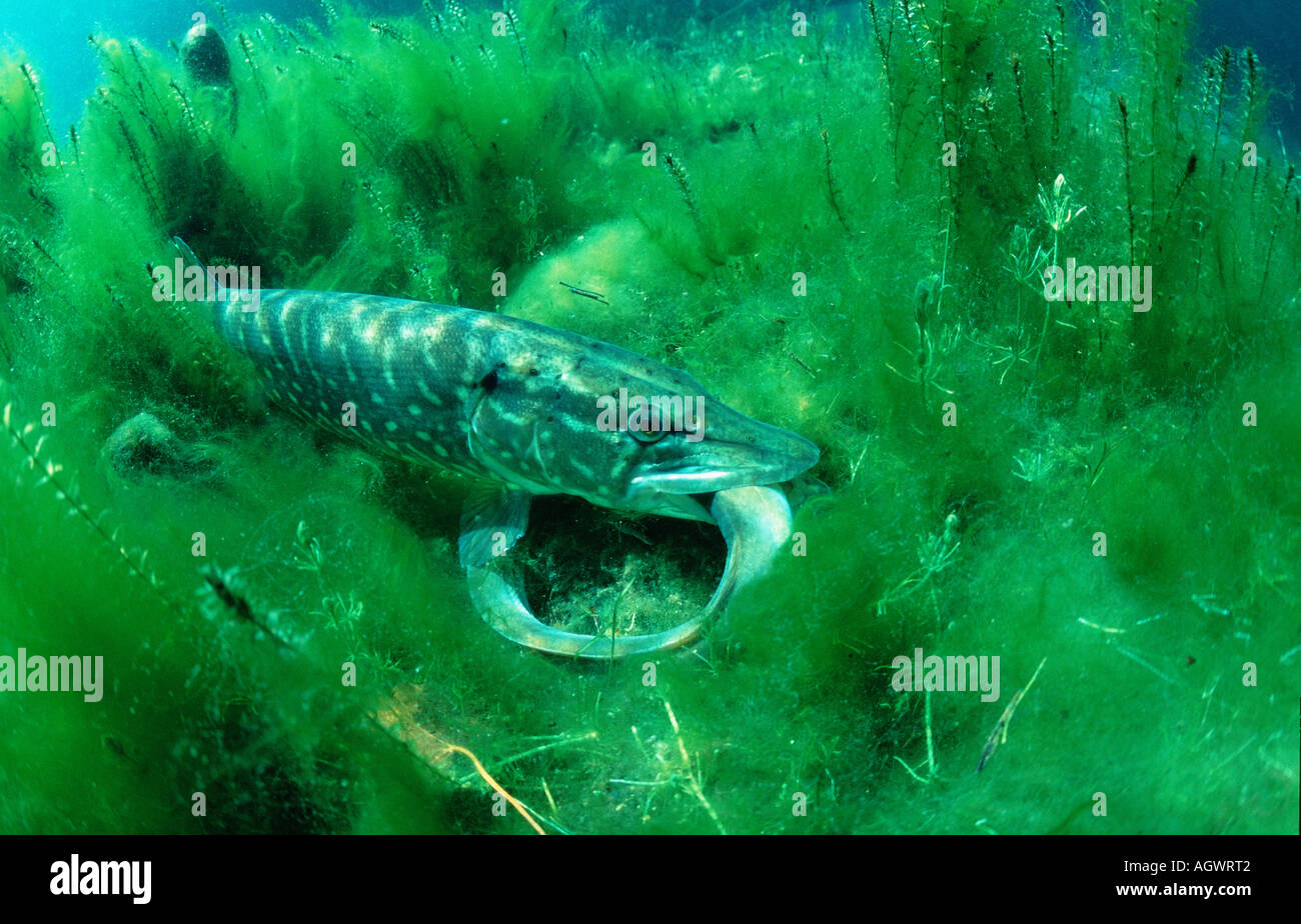 Pike and eel hi-res stock photography and images - Alamy