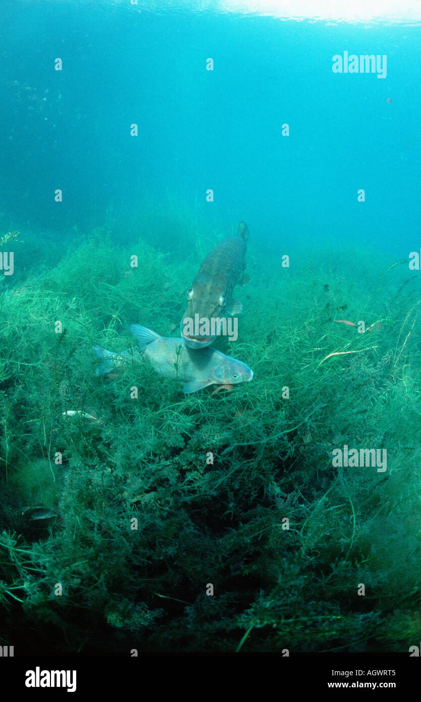 Common pike hi-res stock photography and images - Alamy