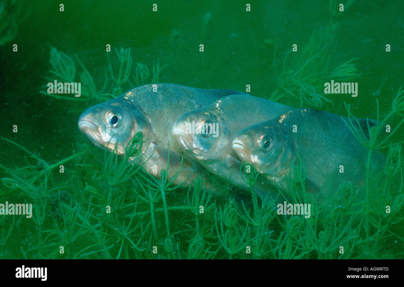 Common Bream / Freshwater Bream Stock Photo - Alamy
