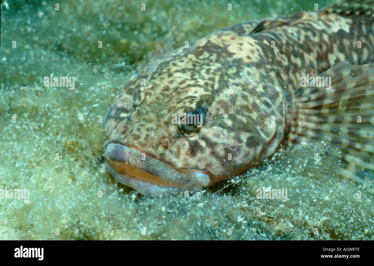 Bullhead millers thumb fish cottus hi-res stock photography and images ...