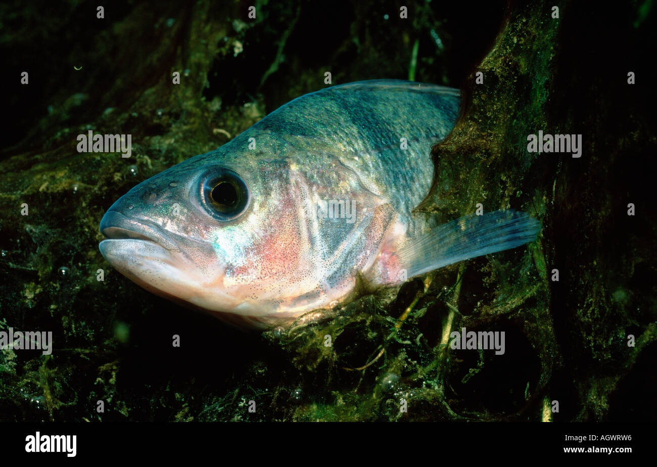 European Perch / Redfin Perch Stock Photo - Alamy