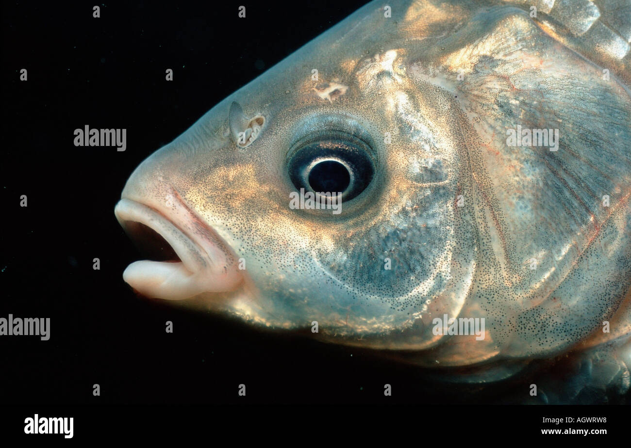 Gibel Carp High Resolution Stock Photography and Images - Alamy