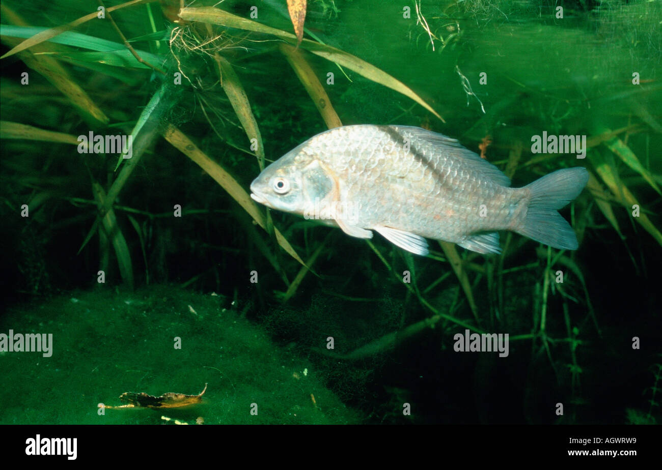 Gibel Carp / Prussian Carp Stock Photo - Alamy
