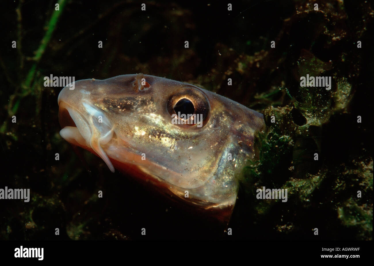 The gudgeon hi-res stock photography and images - Alamy