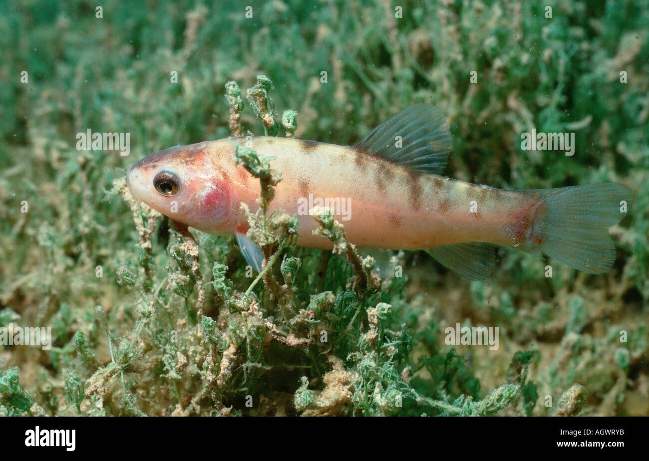Adult with tench hi-res stock photography and images - Alamy
