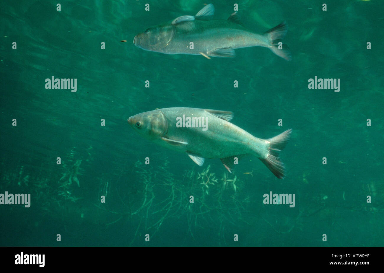 The silver carp hi-res stock photography and images - Alamy